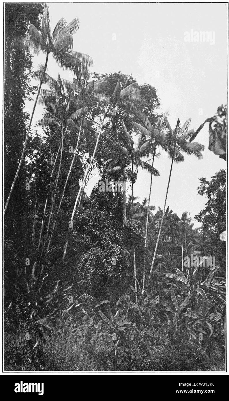 PSM V82 D026 Forest adjoining the botanical garden at paramaribo Stock ...