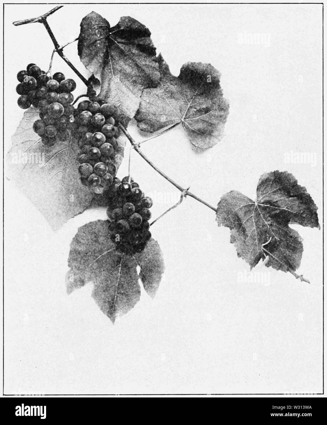 Vitis labrusca Black and White Stock Photos & Images - Alamy