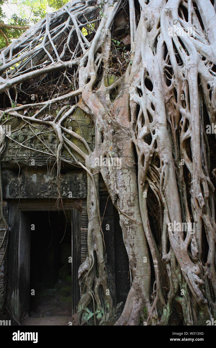 Roots of a Strangler Fig (Ficus gibbosa) surround the doorway to a ...
