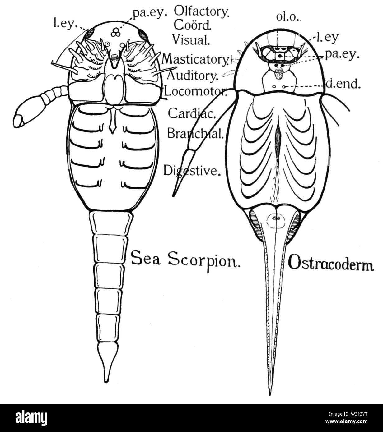 Ostracoderm hi-res stock photography and images - Alamy