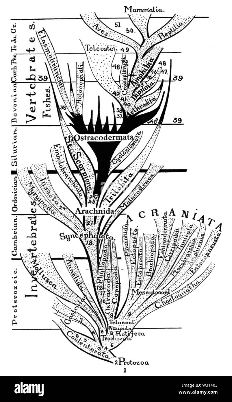 PSM V82 D428 Genealogical tree of the animal kingdom Stock Photo - Alamy