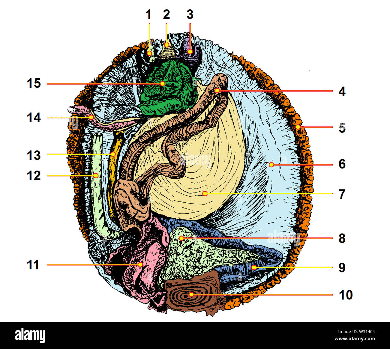 PSM V82 D540 Green abalone dissected tags added Stock Photo - Alamy