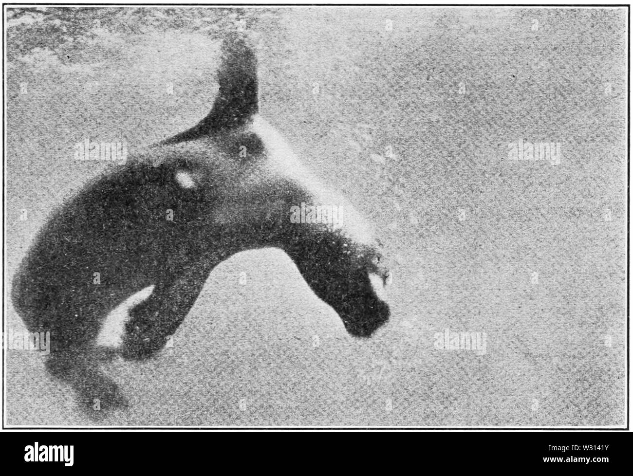 Plunging to the sea hi-res stock photography and images - Alamy