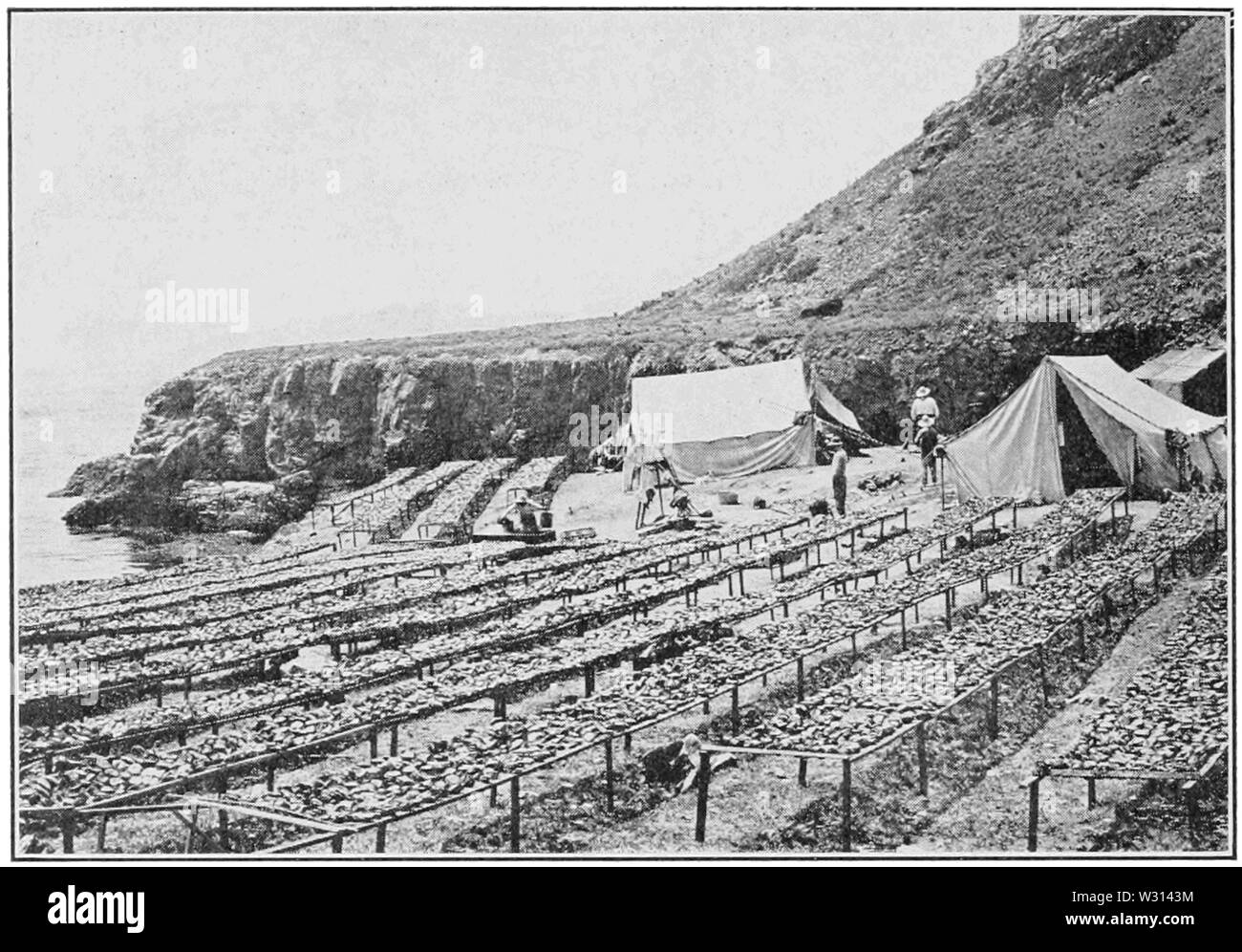 PSM V82 D542 Abalone drying at the clemente island japanese camp Stock ...