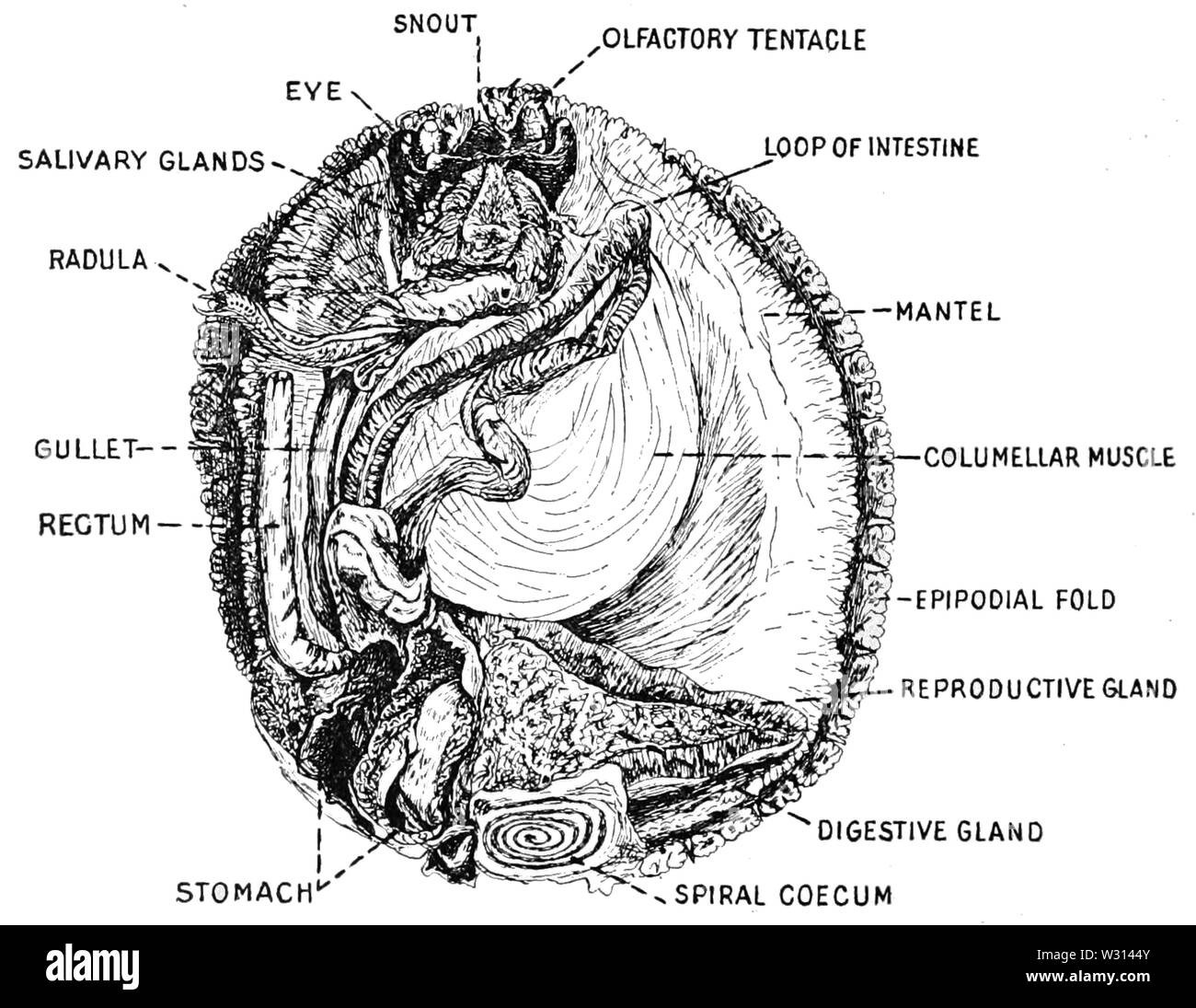 Green abalone Black and White Stock Photos & Images - Alamy