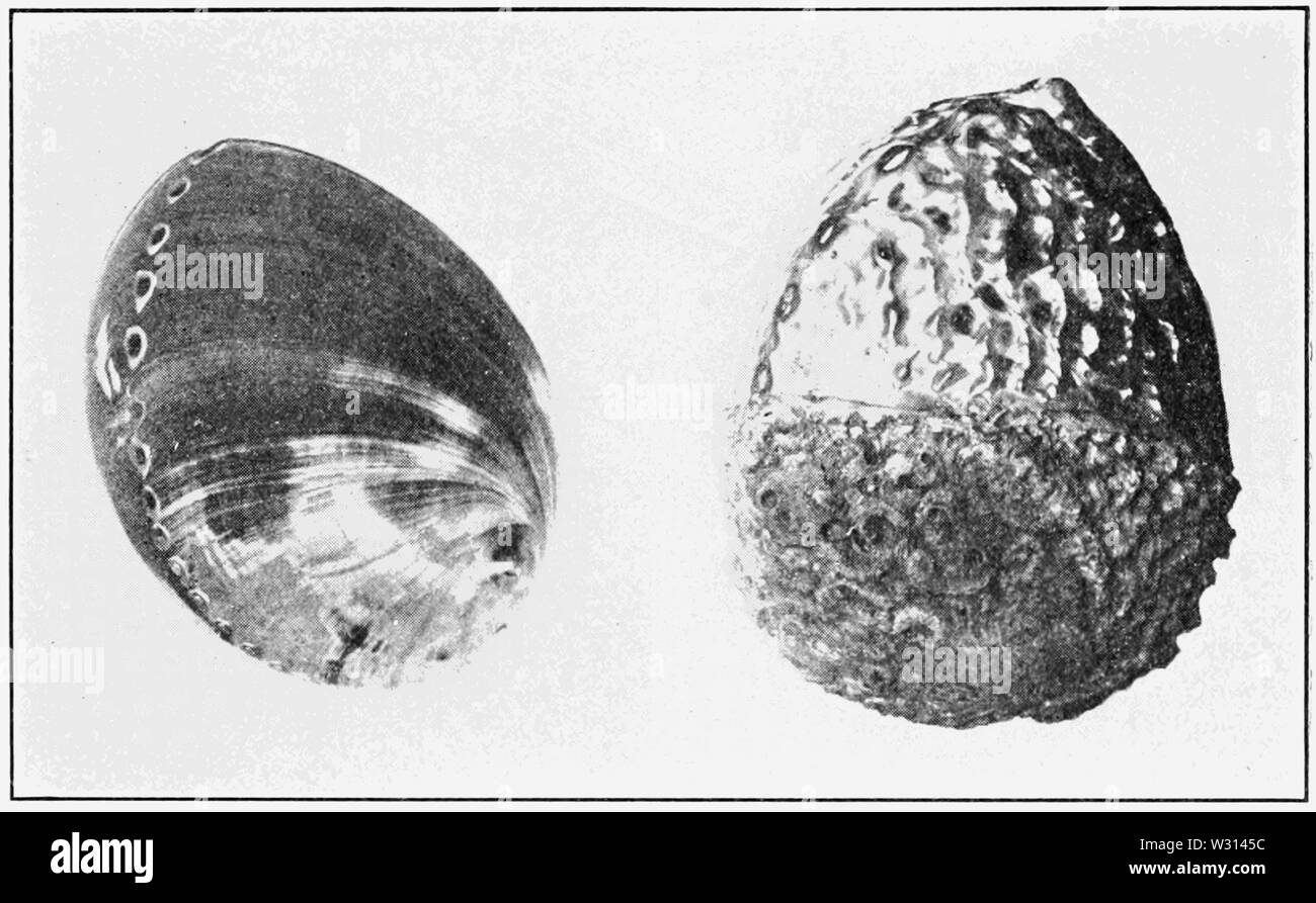 PSM V82 D545 Black and corrugated abalone shells Stock Photo - Alamy