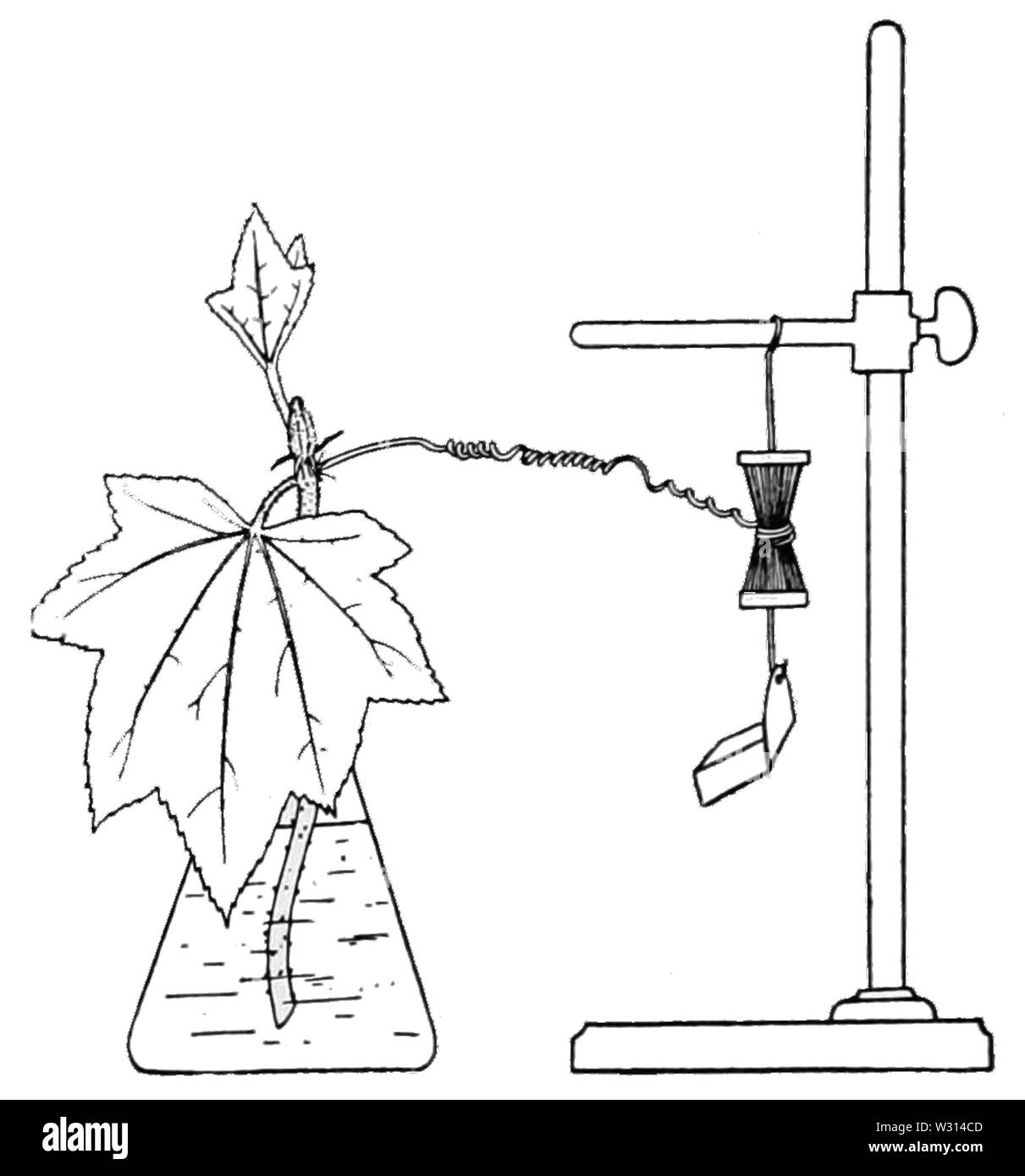 PSM V83 D242 Method of demonstrating clasping power of tendrils Stock ...