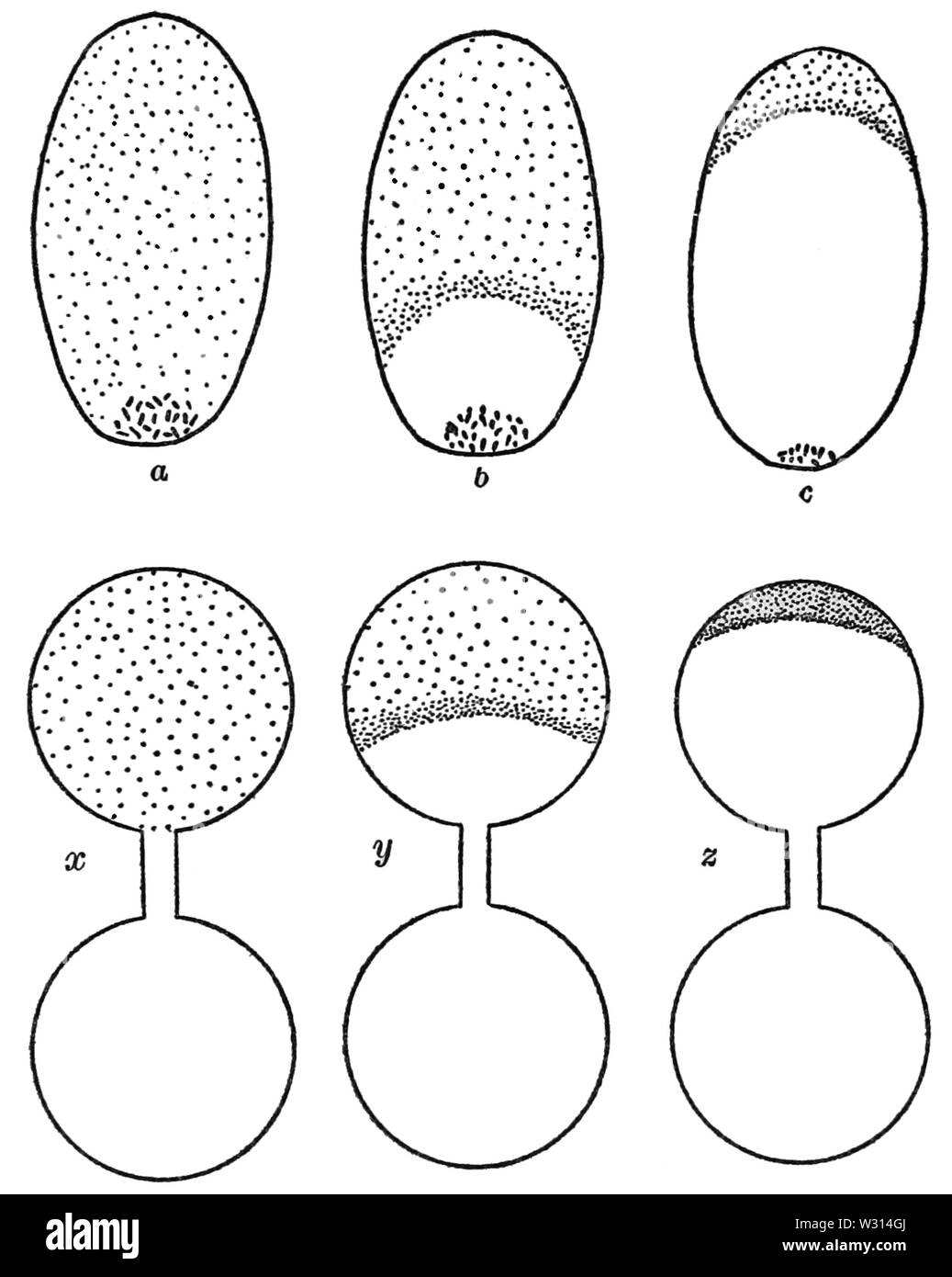 Spirilla hi-res stock photography and images - Alamy