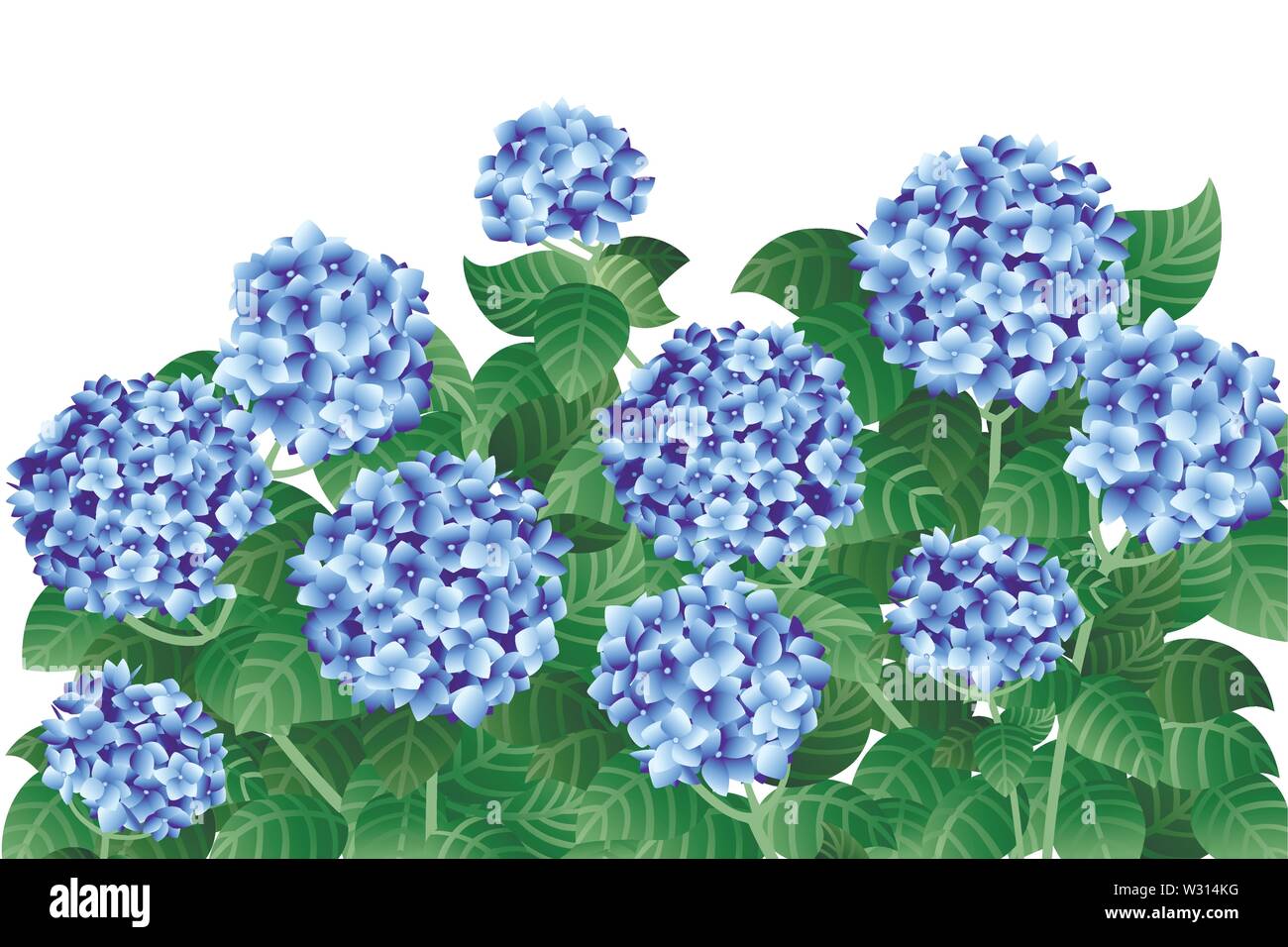 Green Hydrangea Clipart