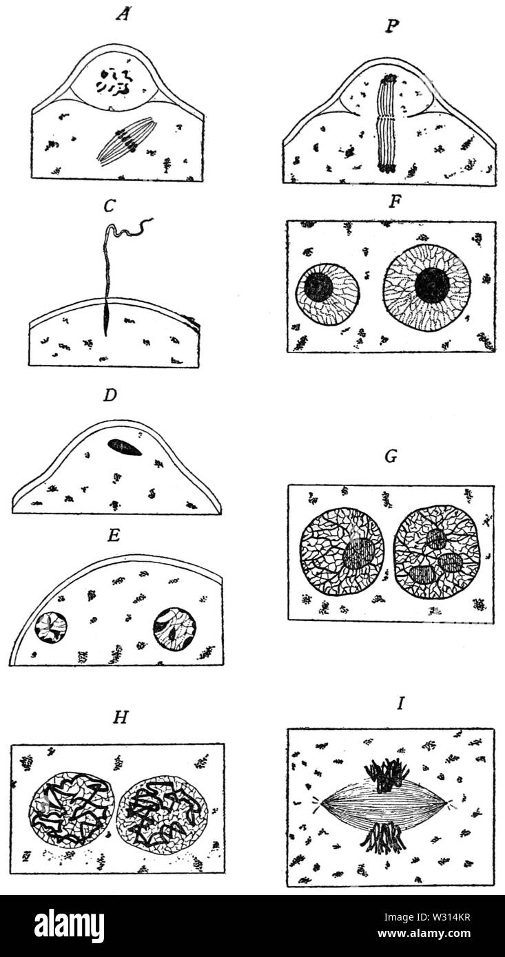 PSM V85 D119 Mouse egg maturation and fertilization diagram Stock Photo ...