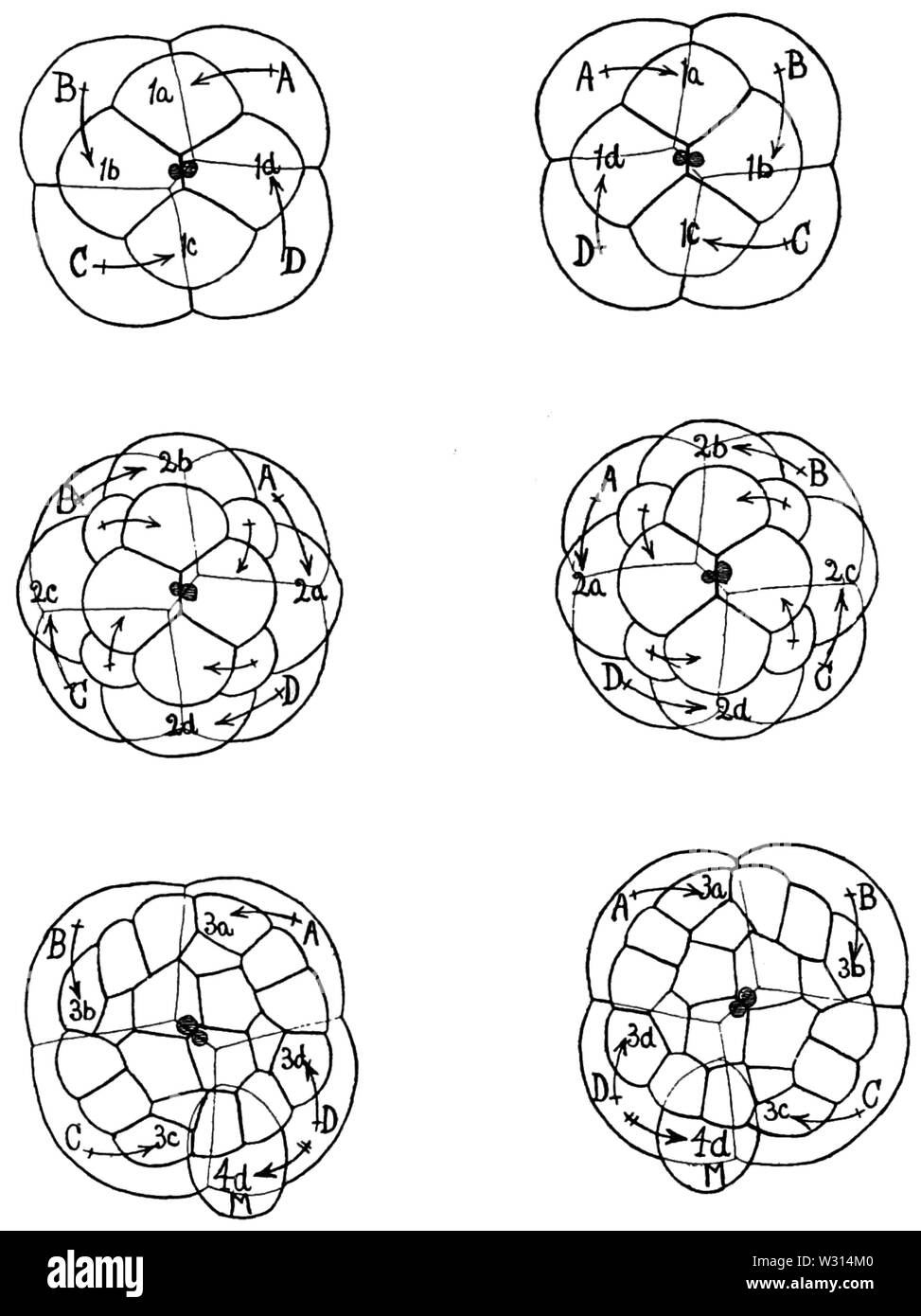 Cleavages hi-res stock photography and images - Alamy