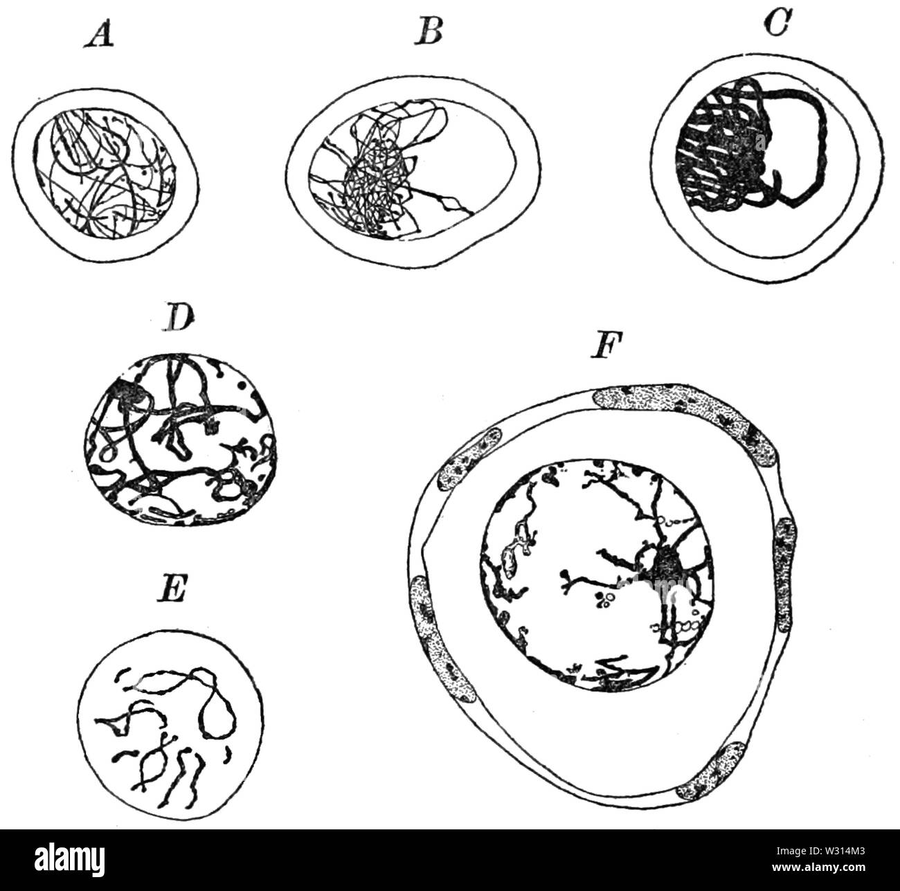 Egg development stages hi-res stock photography and images - Alamy
