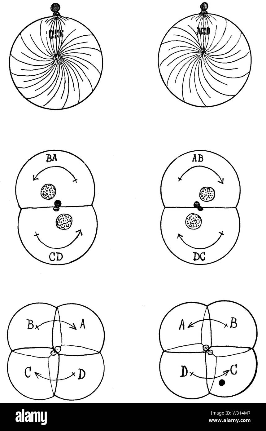 PSM V85 D243 Inverse symmetry of snail eggs Stock Photo - Alamy