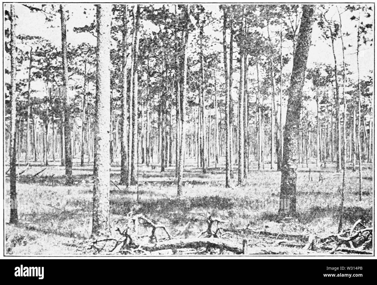 Florida forest not snake Cut Out Stock Images & Pictures - Alamy