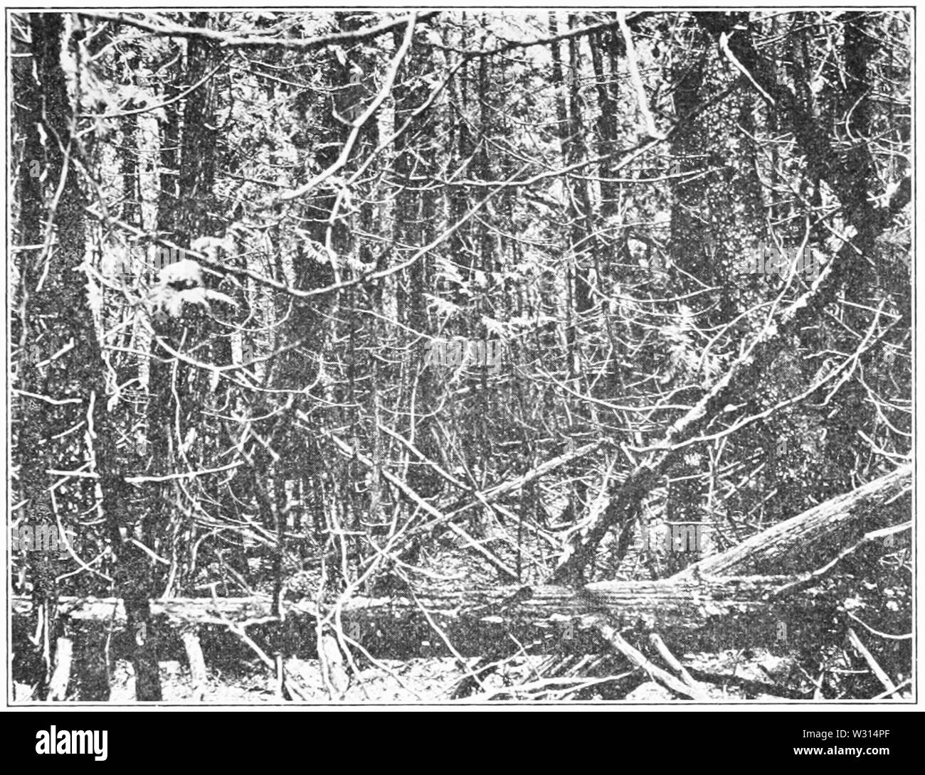 Dense swamp Black and White Stock Photos & Images - Alamy