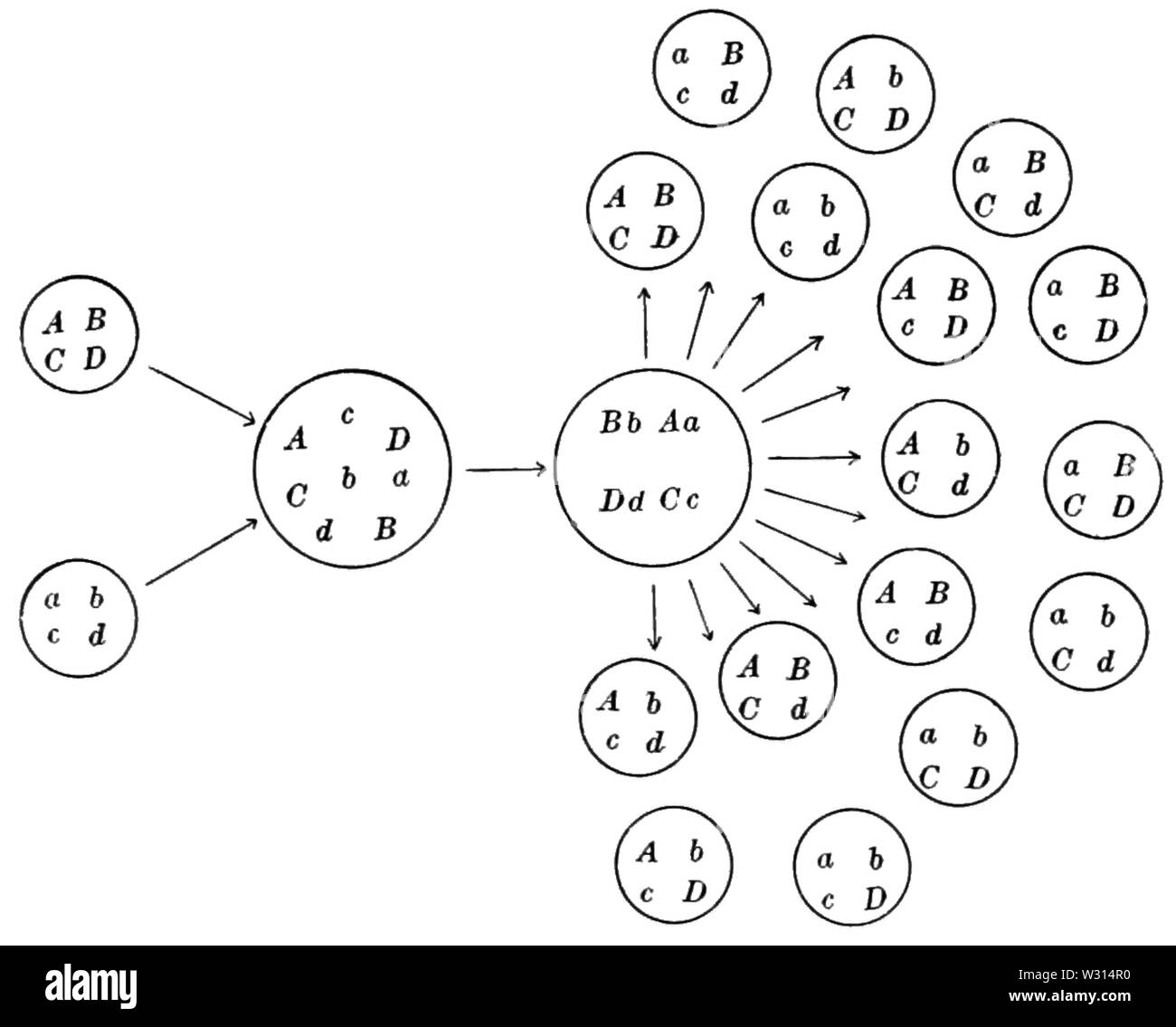 PSM V85 D433 Factors in fertilization and segregation of germ cells ...