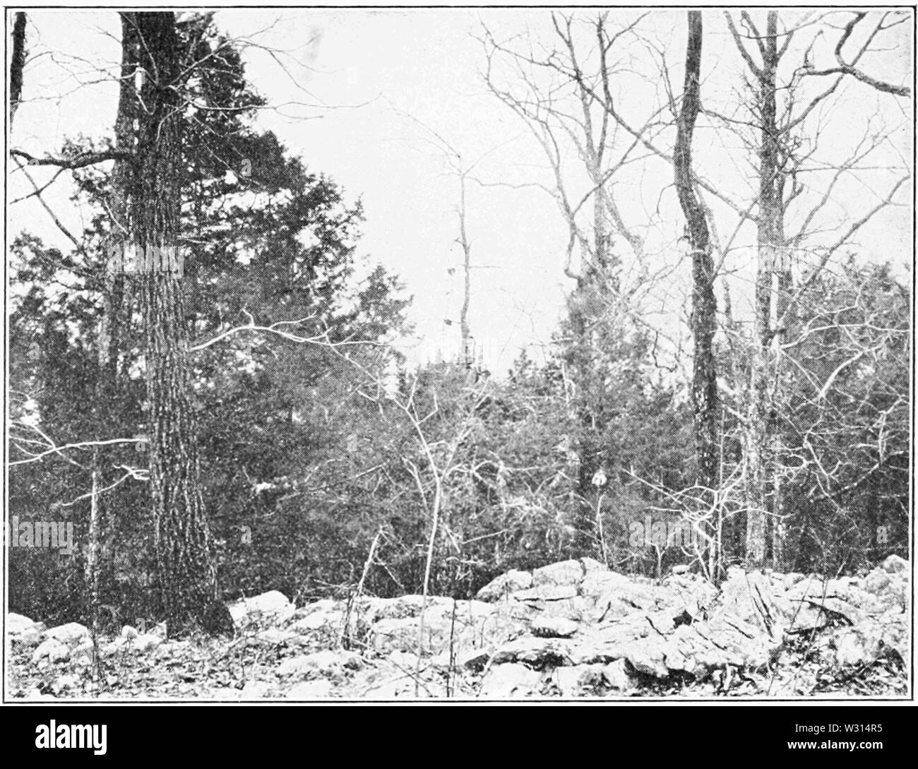 Forest on slope Cut Out Stock Images & Pictures - Alamy