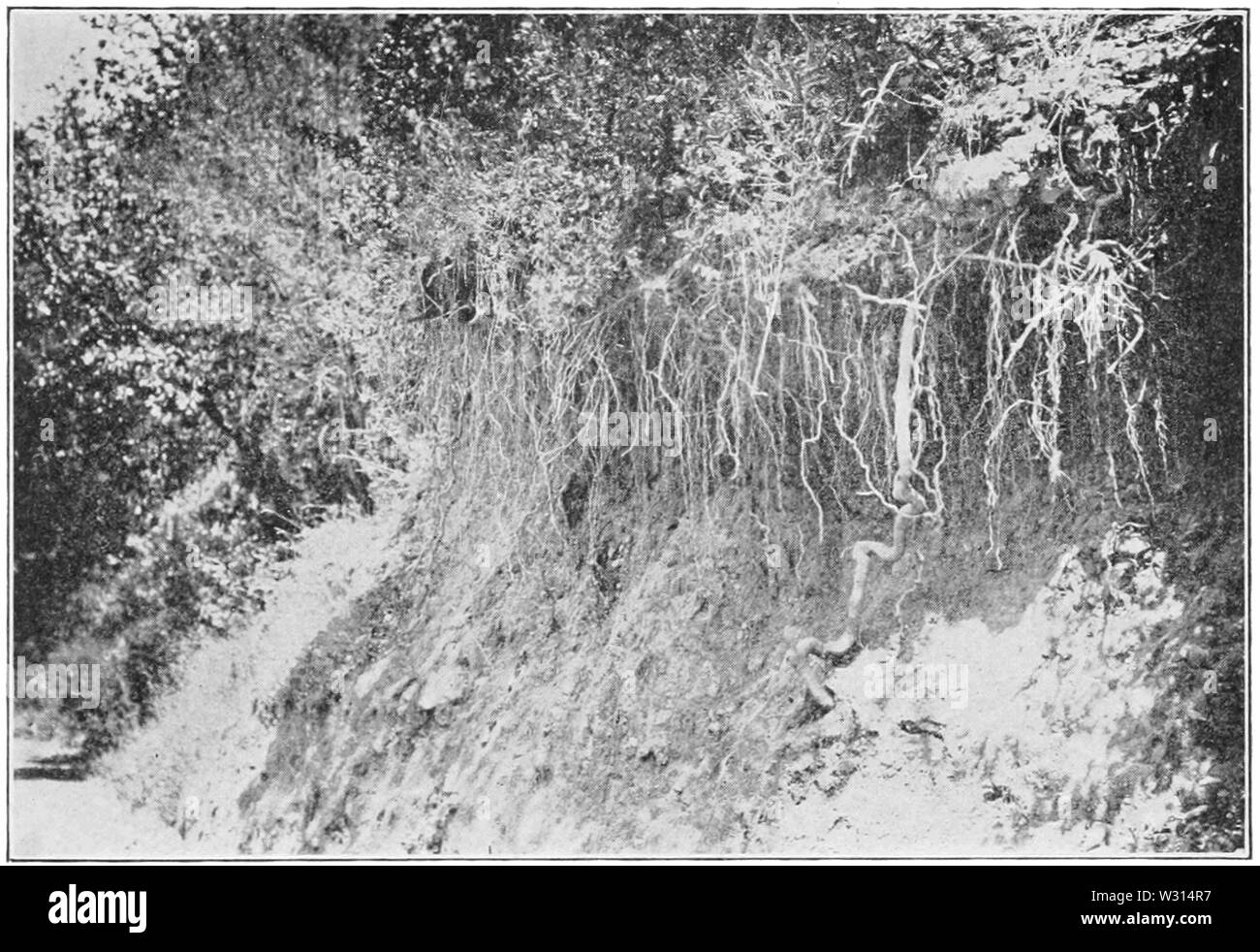 Quercus quercus agrifolia Black and White Stock Photos & Images - Alamy