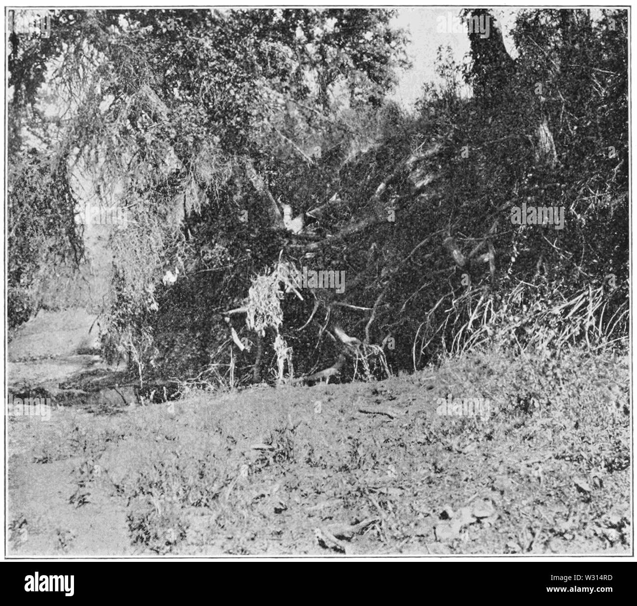 Quercus lobata Black and White Stock Photos & Images - Alamy