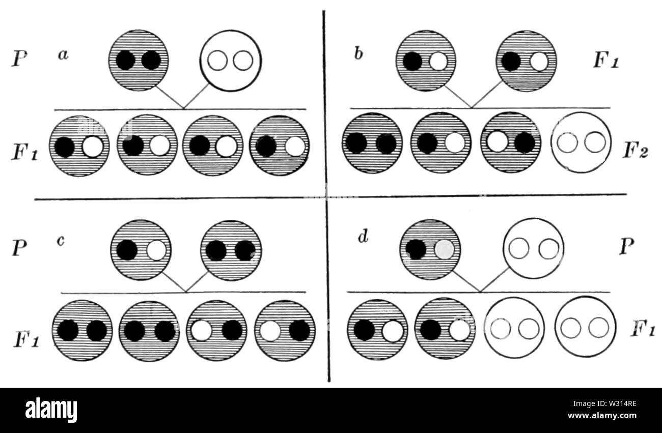 PSM V85 D334 Diagram of mendelian inheritance Stock Photo - Alamy