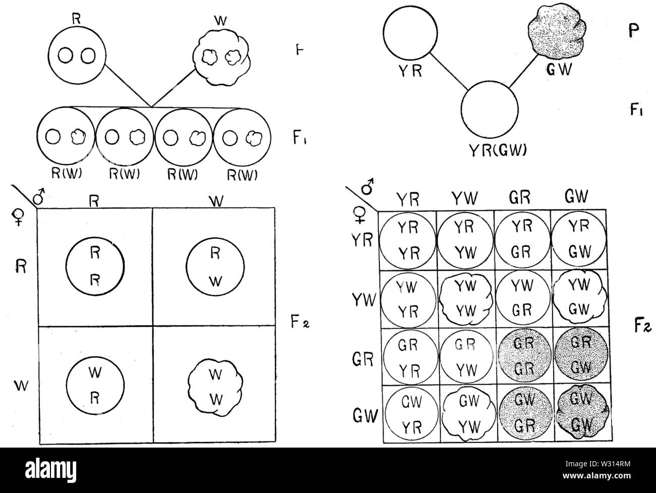 Types of peas Black and White Stock Photos & Images - Alamy