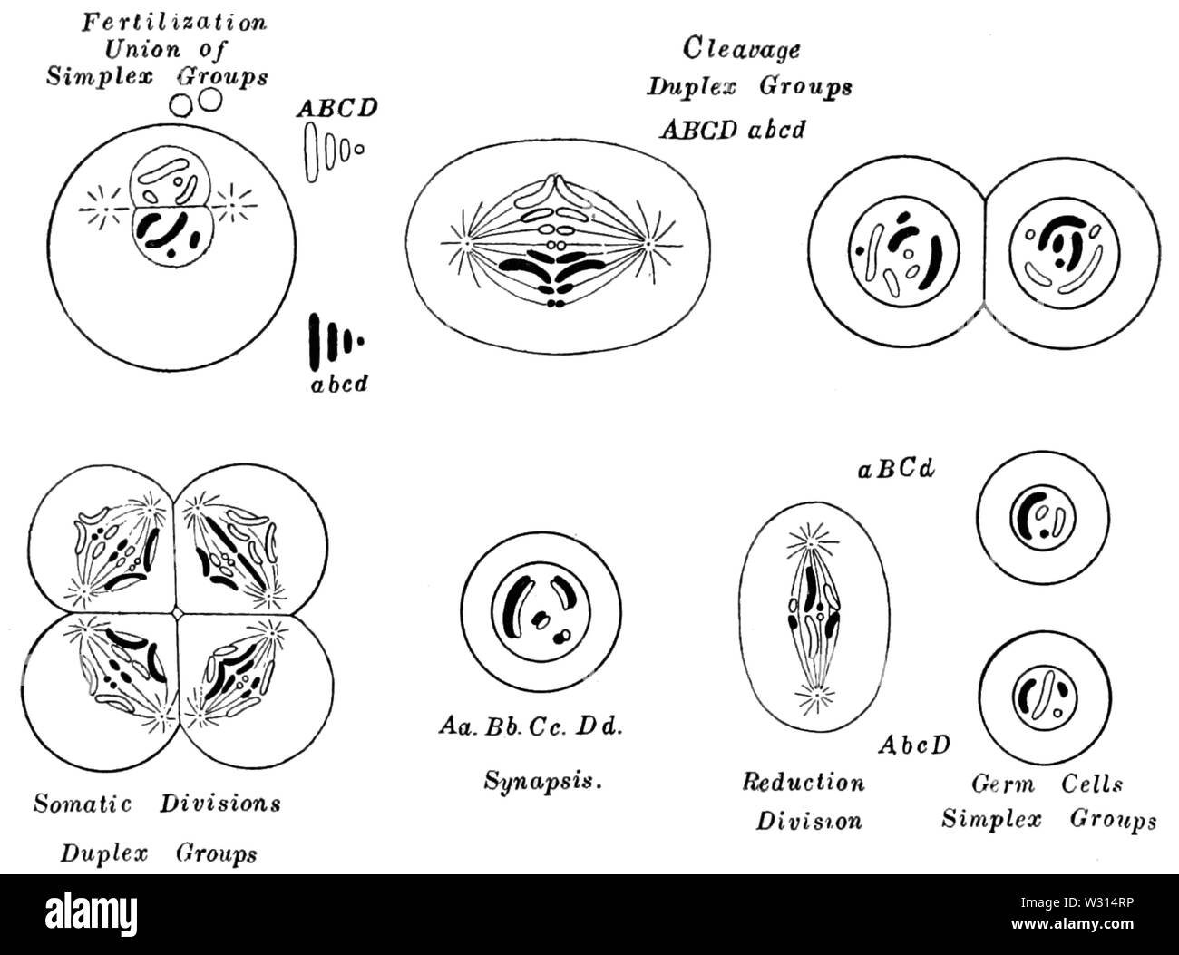 PSM V85 D434 Union of paternal and maternal chromosomes in ...