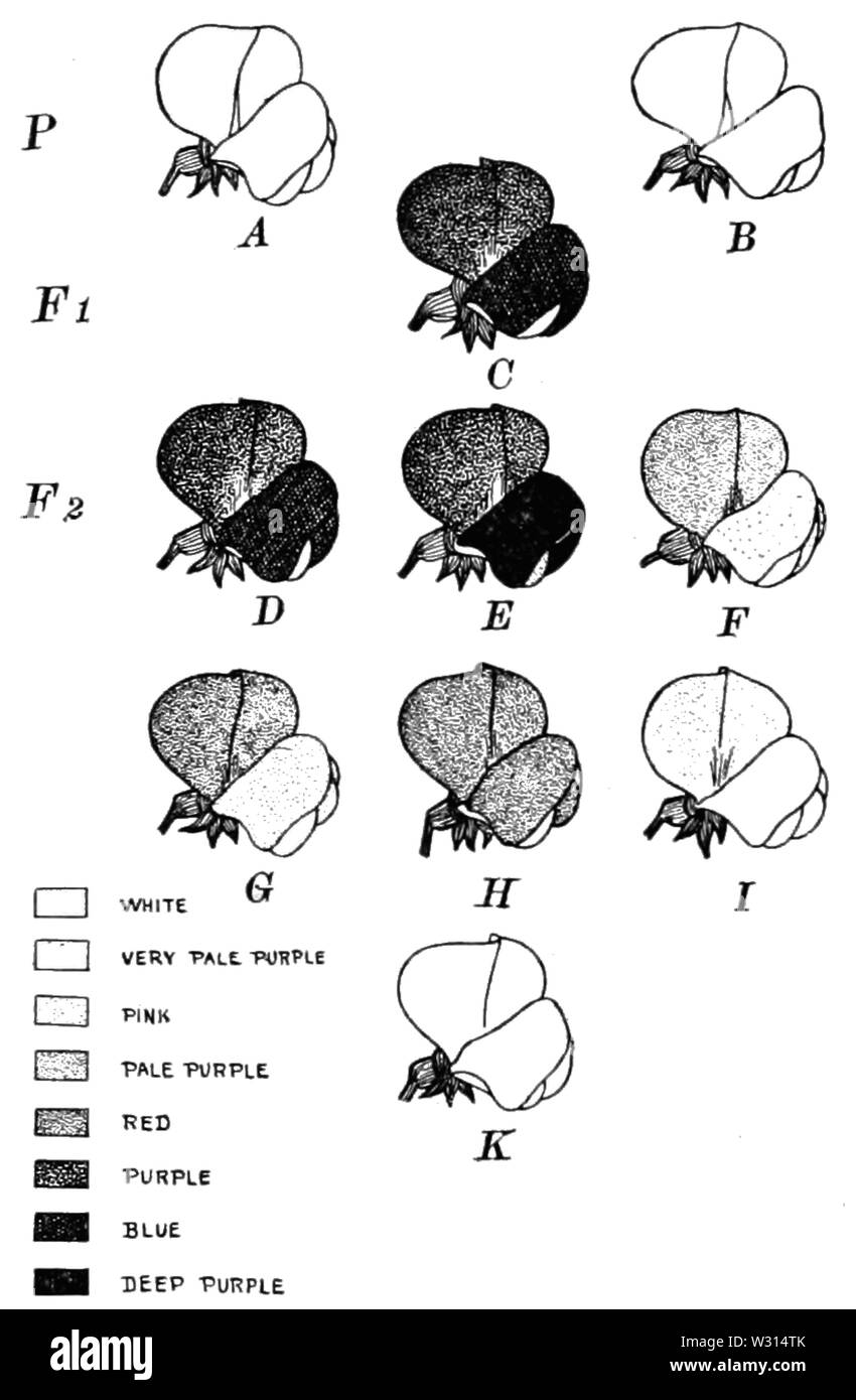 Hybridization of peas Black and White Stock Photos & Images - Alamy