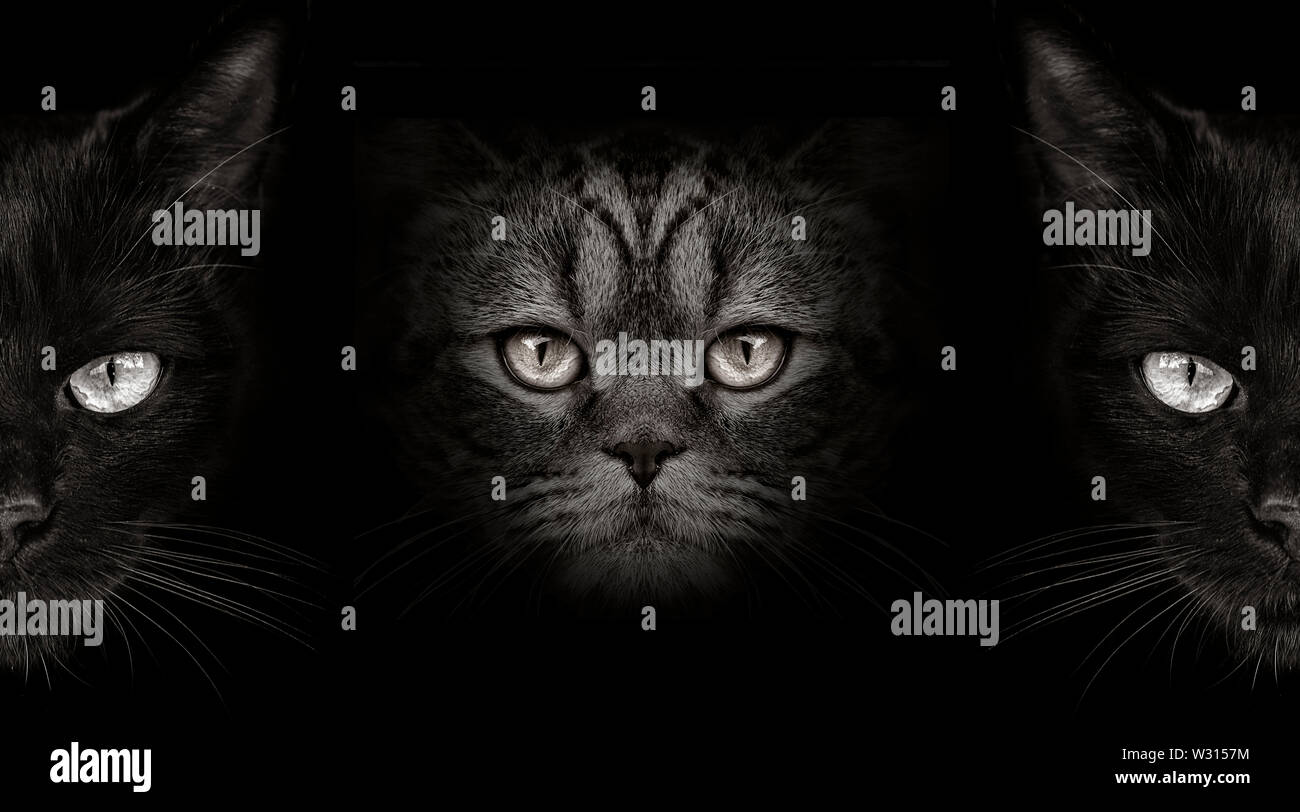 Funny Evil Cat Backgrounds