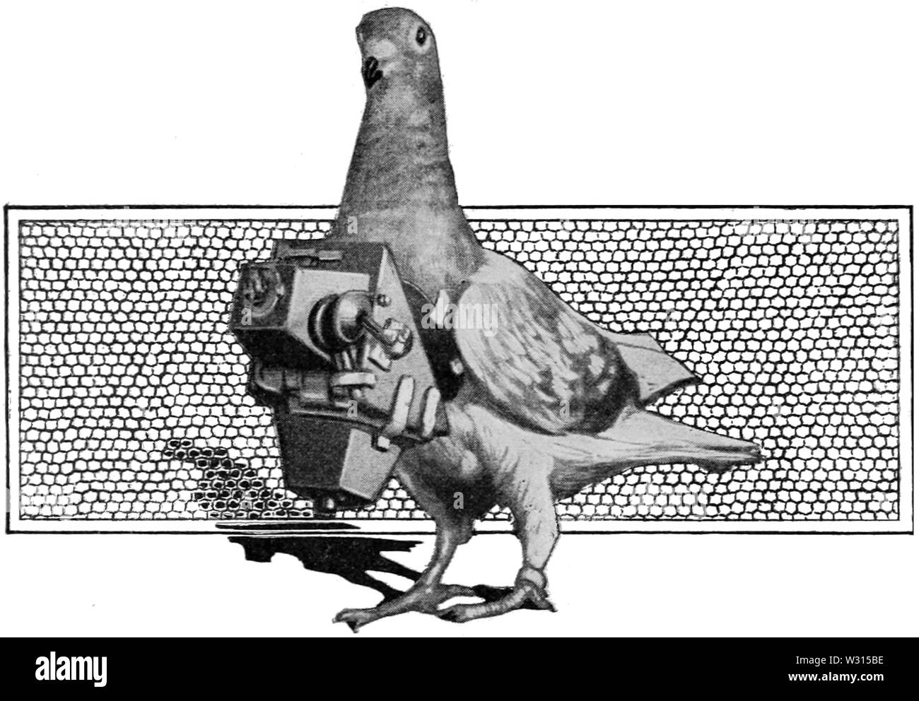 PSM V88 D058 The pigeon spy and his war work Stock Photo - Alamy