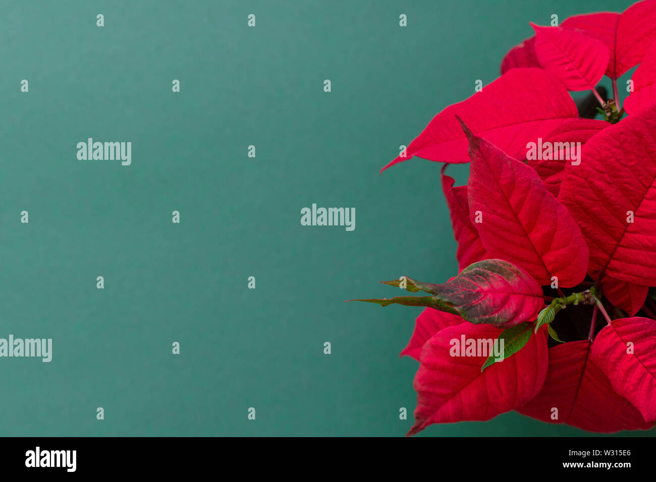 The poinsettia on green background, also known as Christmas Flowe ...