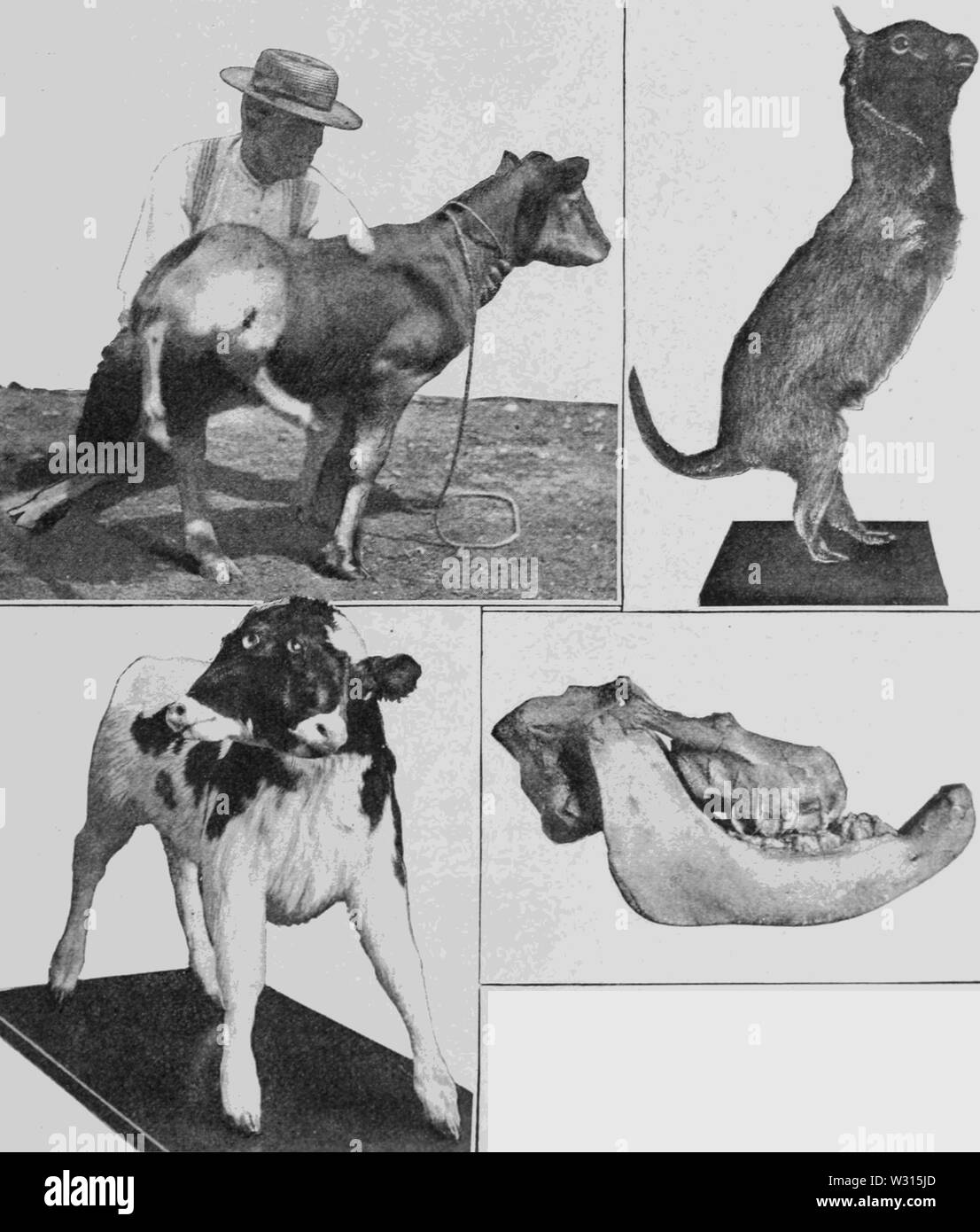 Birth defects hi-res stock photography and images - Alamy