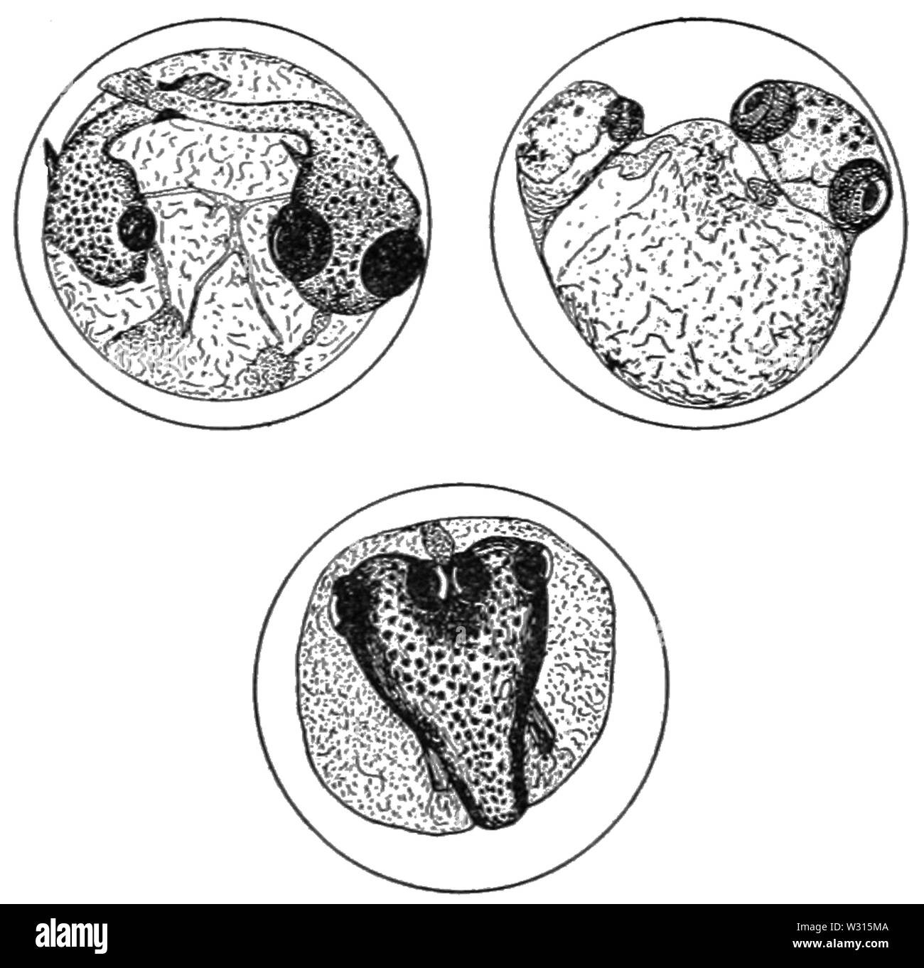 Aquatic frogs Black and White Stock Photos & Images - Alamy