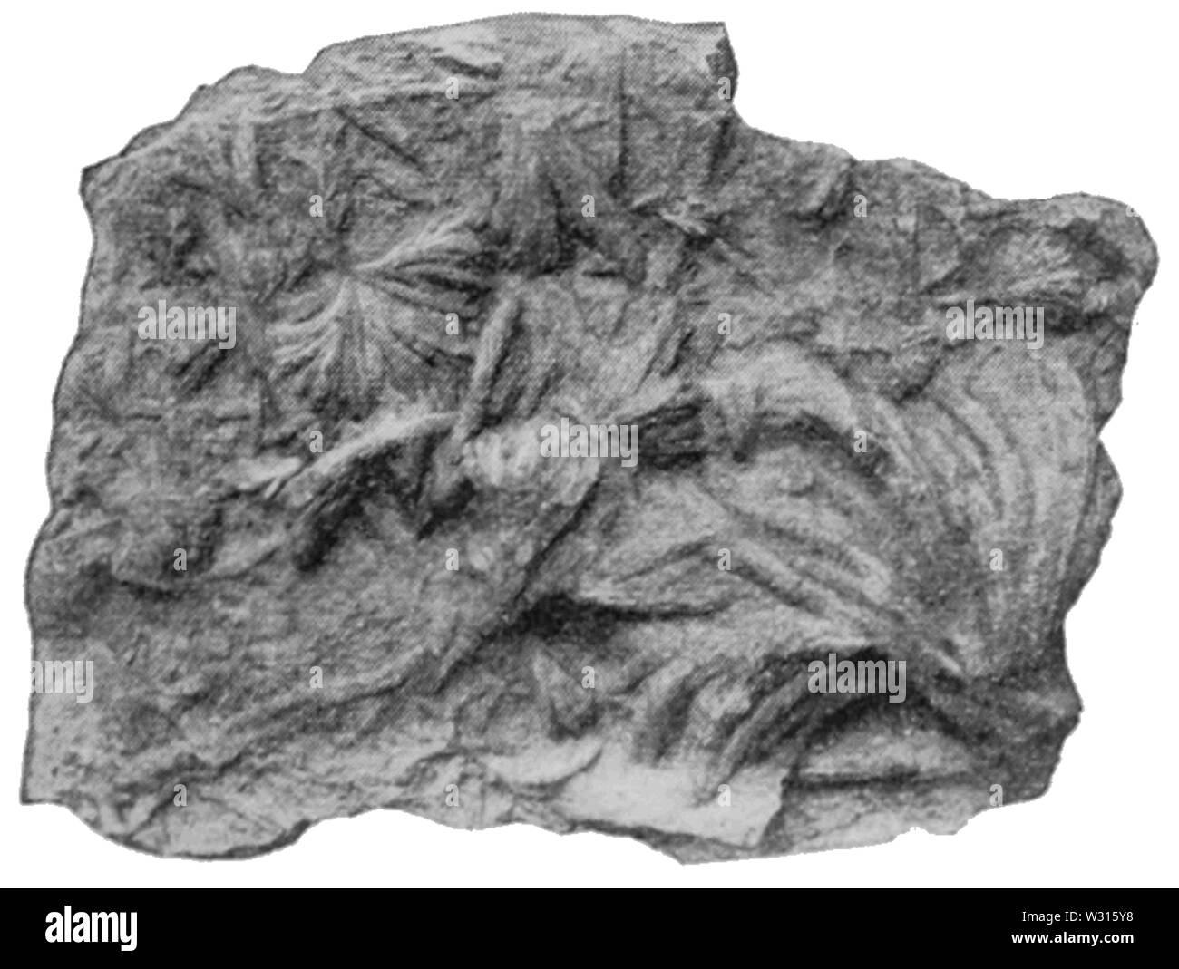 Devonian Plant Fossils