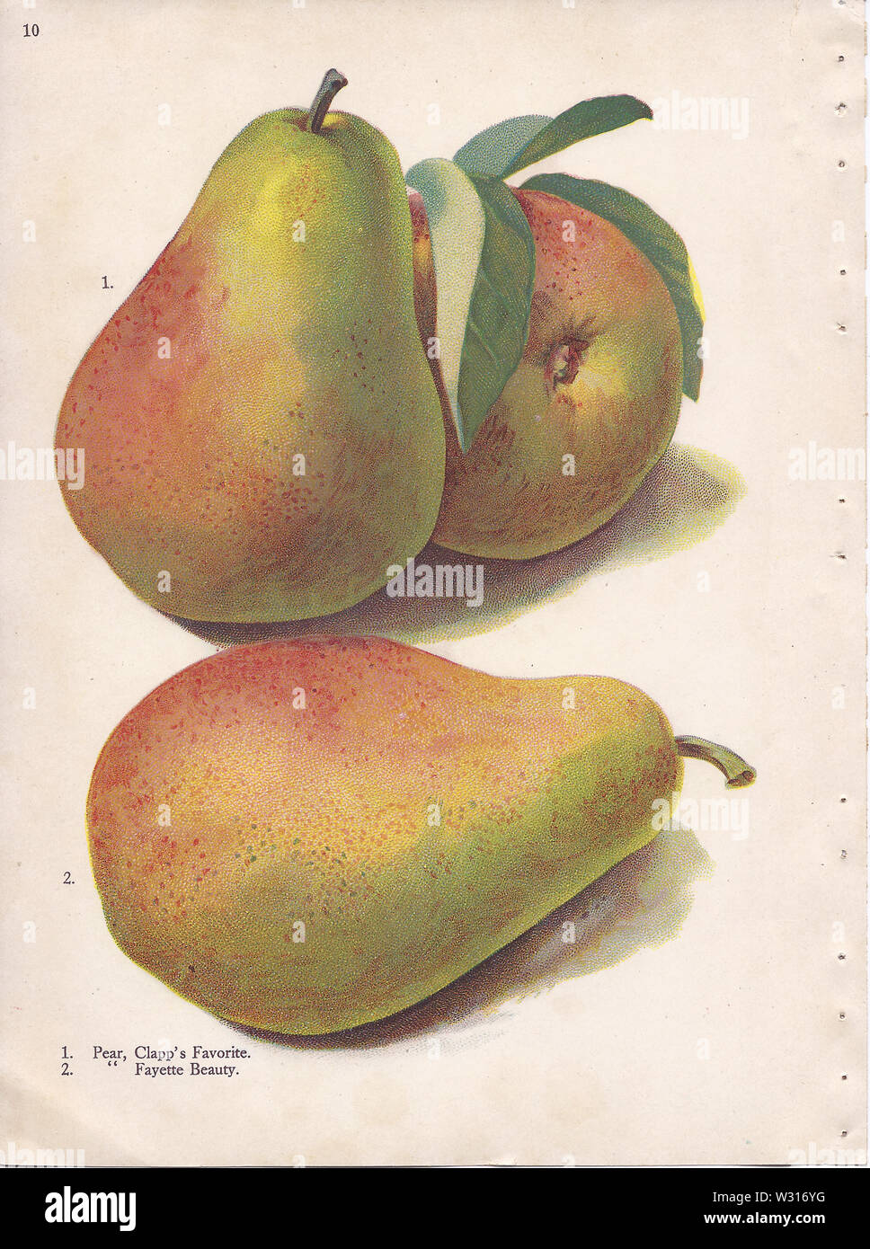 1909 illustrations by Alois Lunzer depicting pear cultivars Clapp ...
