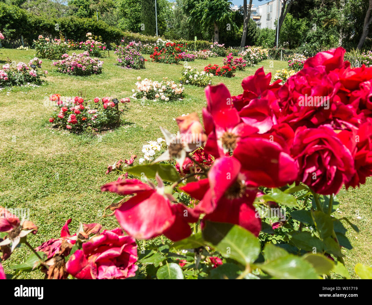 the Park Cervantes, rose garden, Barcelona. Spain Stock Photo - Alamy