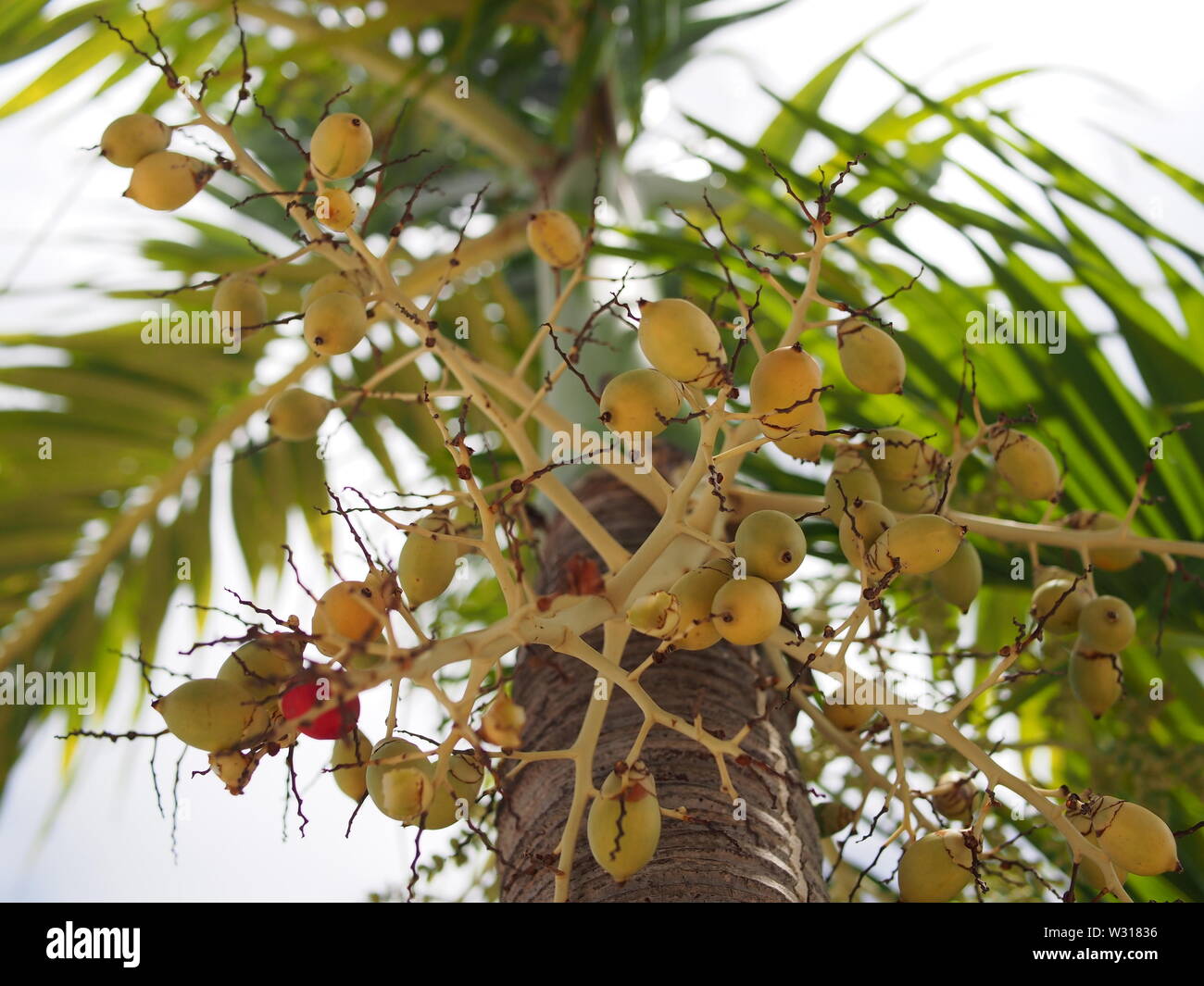 Fruit of the Peach palm (Bactris gasipaes) (spineless cultivar) growing ...