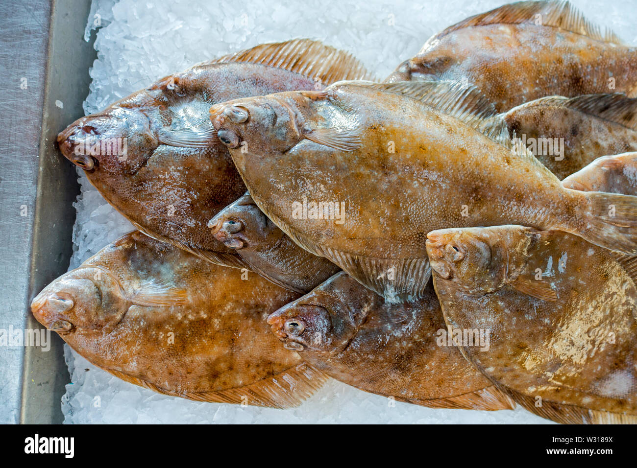 Common dab fishes (Limanda limanda) on ice on display in fish shop ...