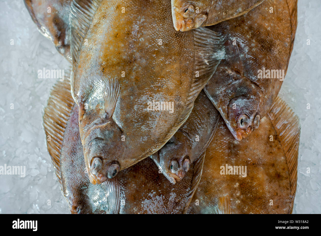 Common dab fishes (Limanda limanda) on ice on display in fish shop ...