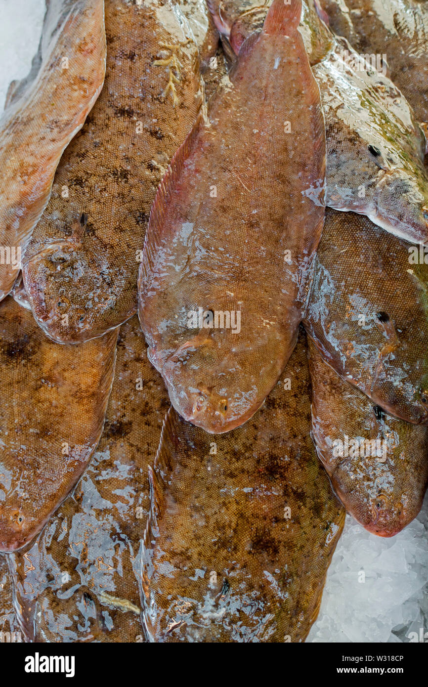 Sole fishes on ice on display in fish shop / fish market Stock Photo ...