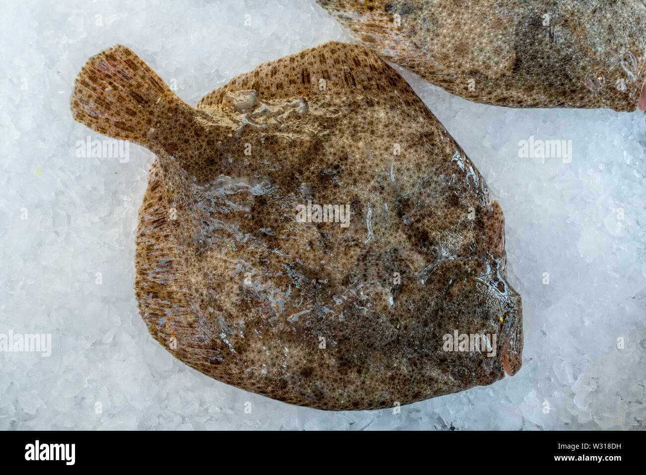 Turbot (Scophthalmus maximus / Psetta maxima) fishes on ice on display ...