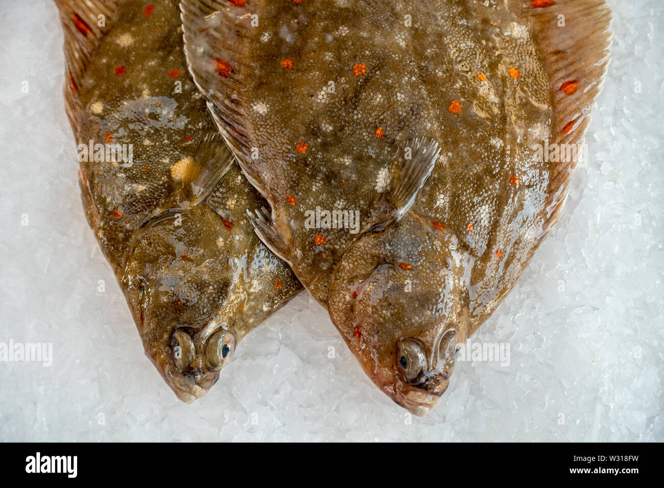 Fresh Plaice Fish High Resolution Stock Photography and Images - Alamy