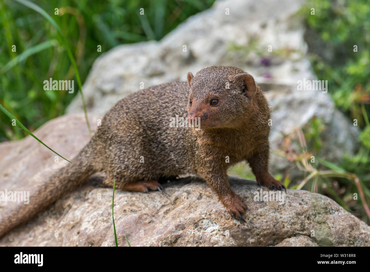 Common dwarf mongoose (Helogale parvula) native to East and southern ...
