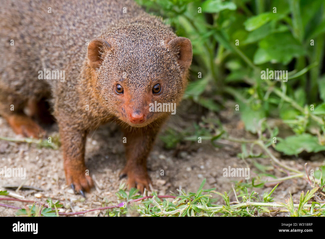 Curious common dwarf mongoose (Helogale parvula) native to East and ...