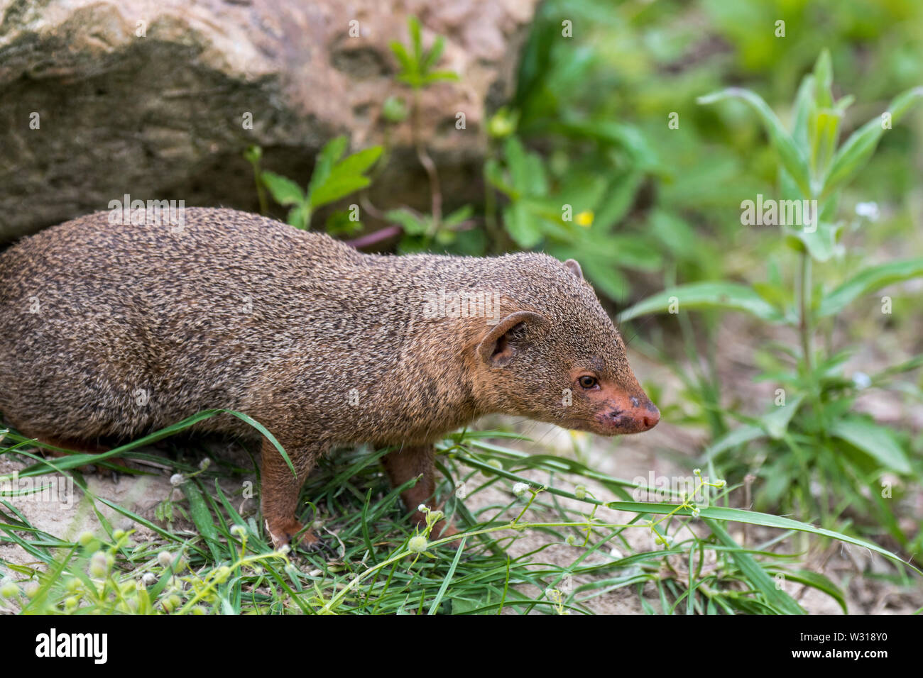 Common dwarf mongoose (Helogale parvula) native to East and southern ...