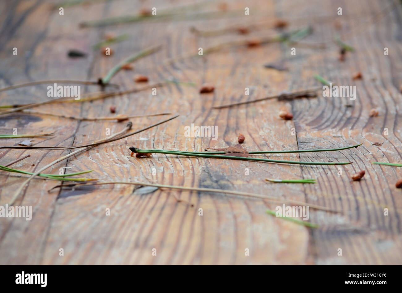 Pine leaf hi-res stock photography and images - Alamy