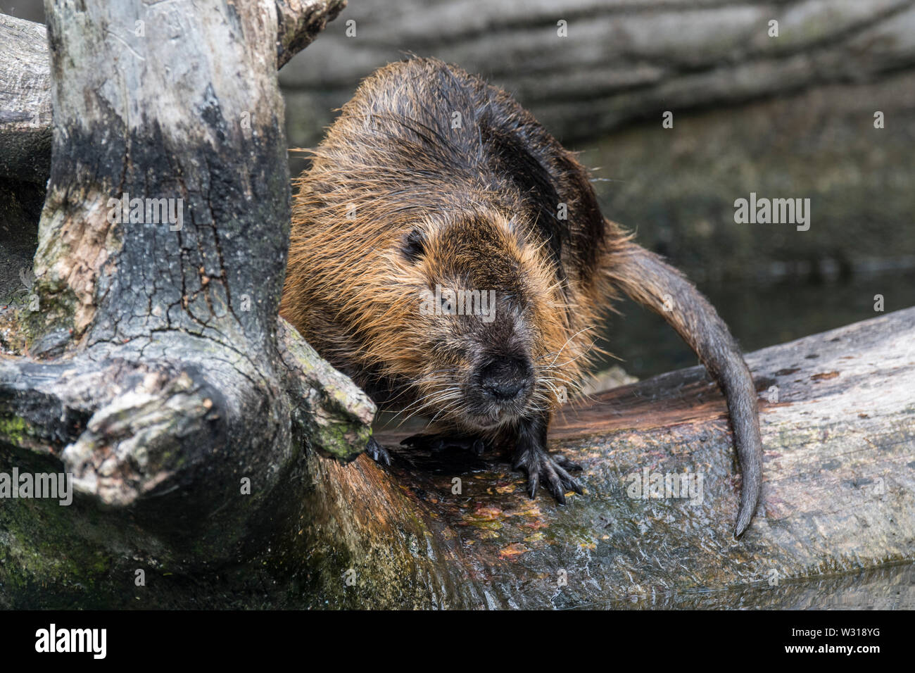 Coypu / nutria (Myocastor coypus) introduced species from South America ...
