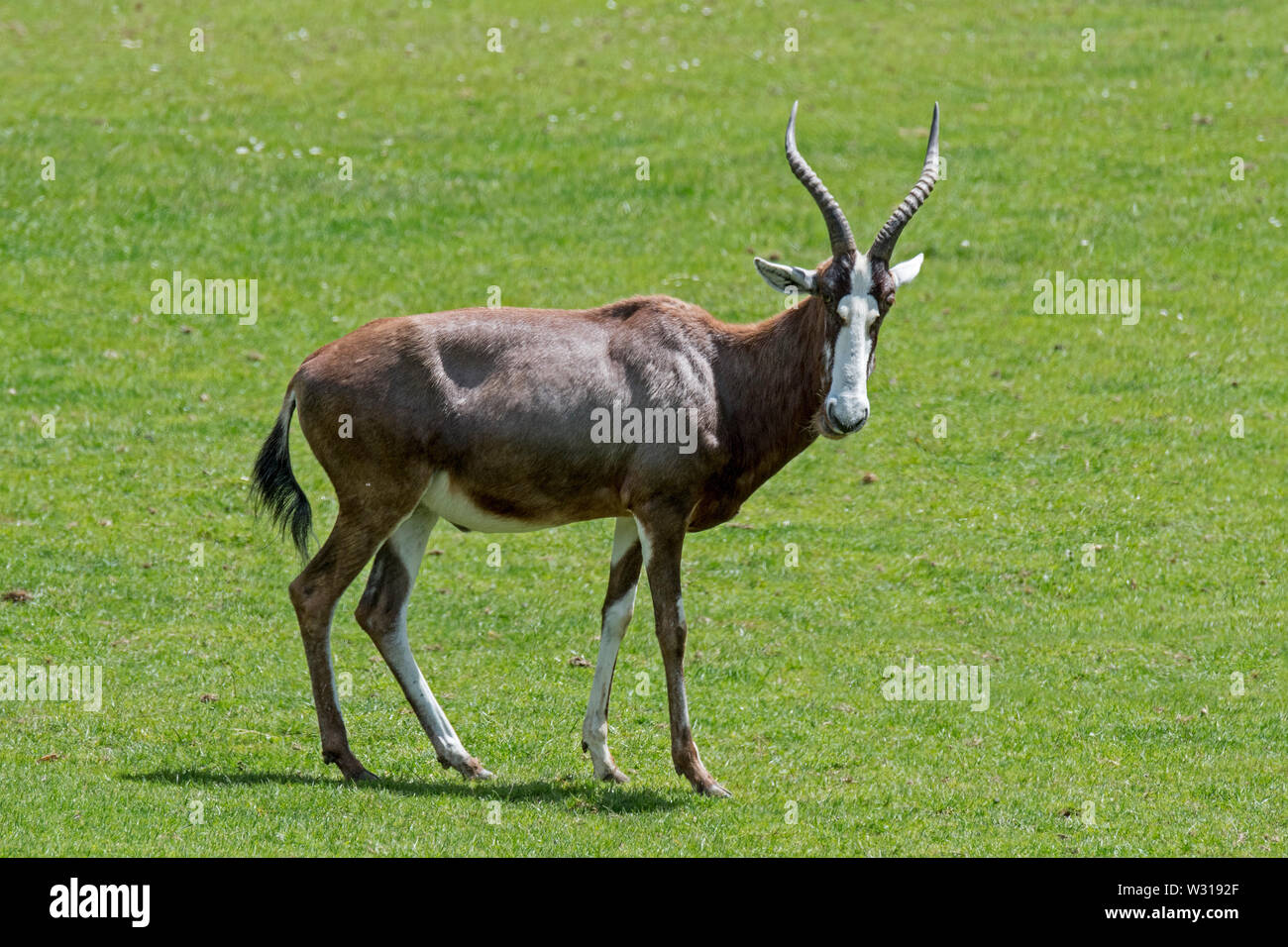 South african antelope hi-res stock photography and images - Alamy