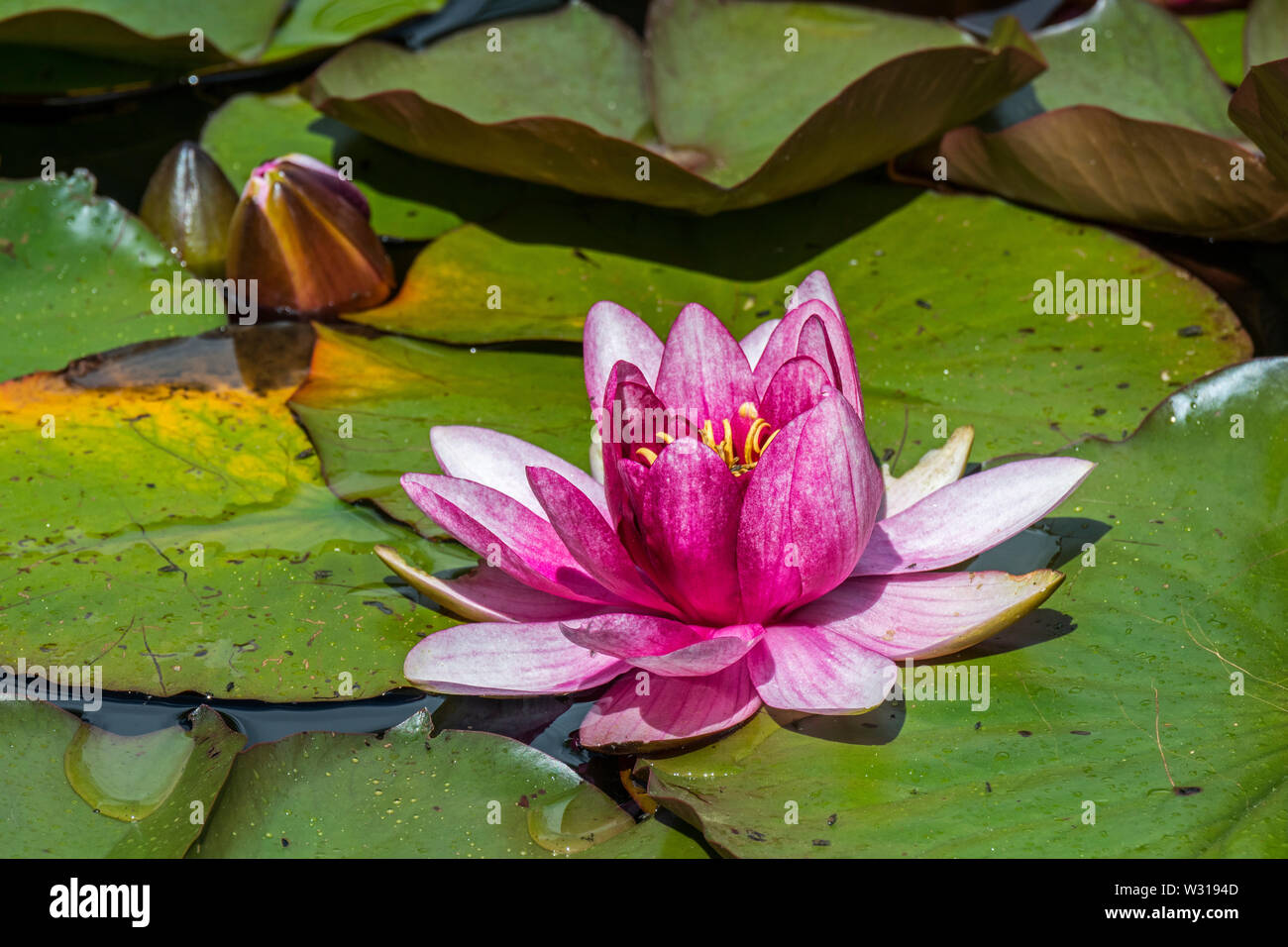 Pink cultivar of Nymphaea / water lily in flower in pond Stock Photo ...