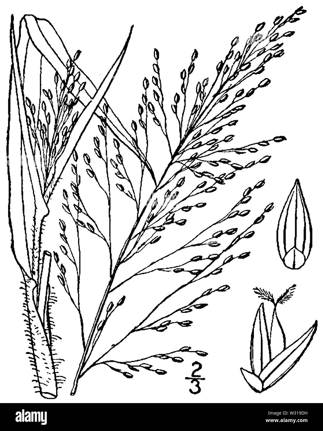 Panicum philadelphicum (as Panicum gattingeri) BB-1913 Stock Photo - Alamy