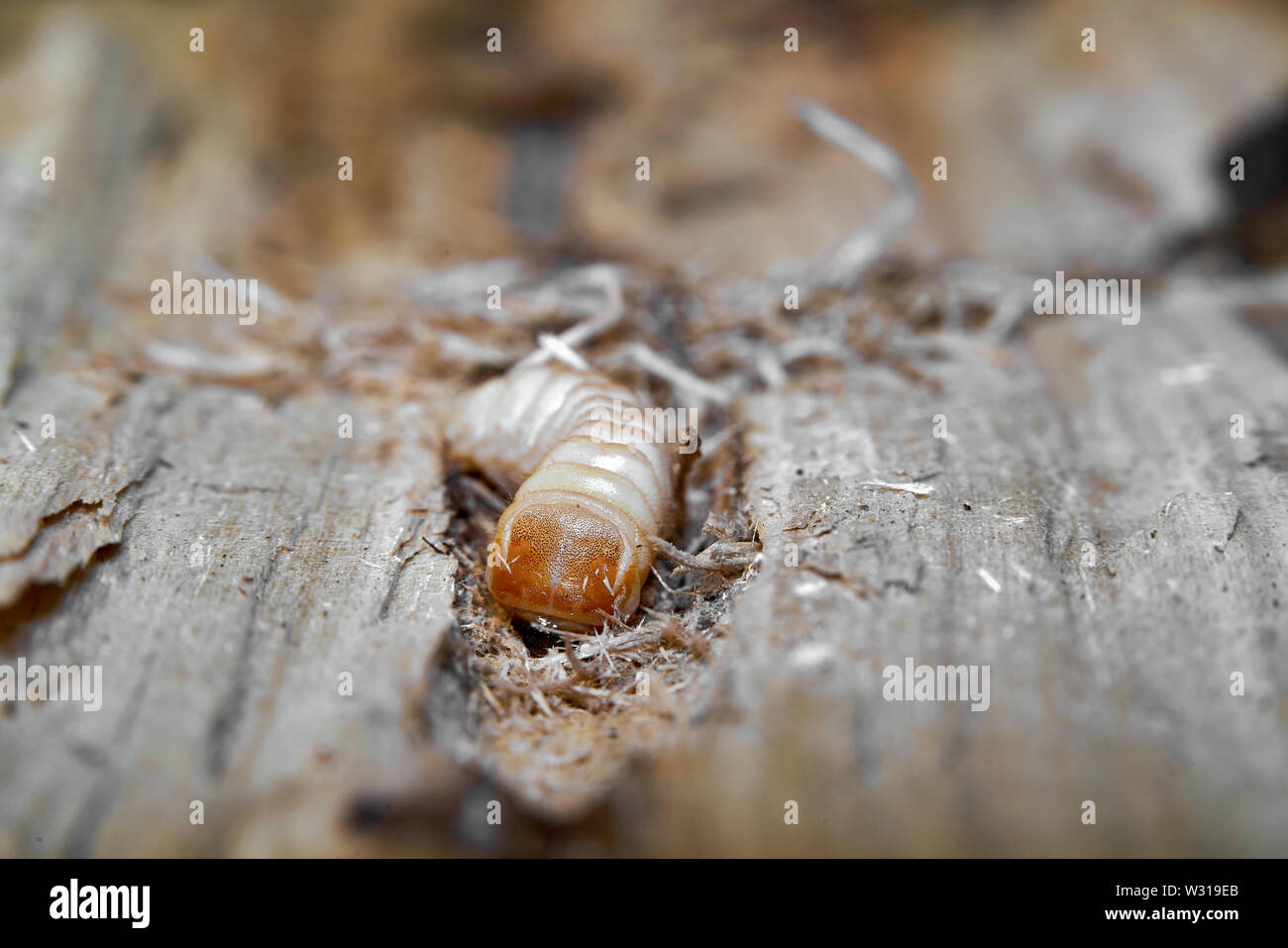 Larva of a longhorned beetle (Saperda carcharias) in a tree trunk Stock ...